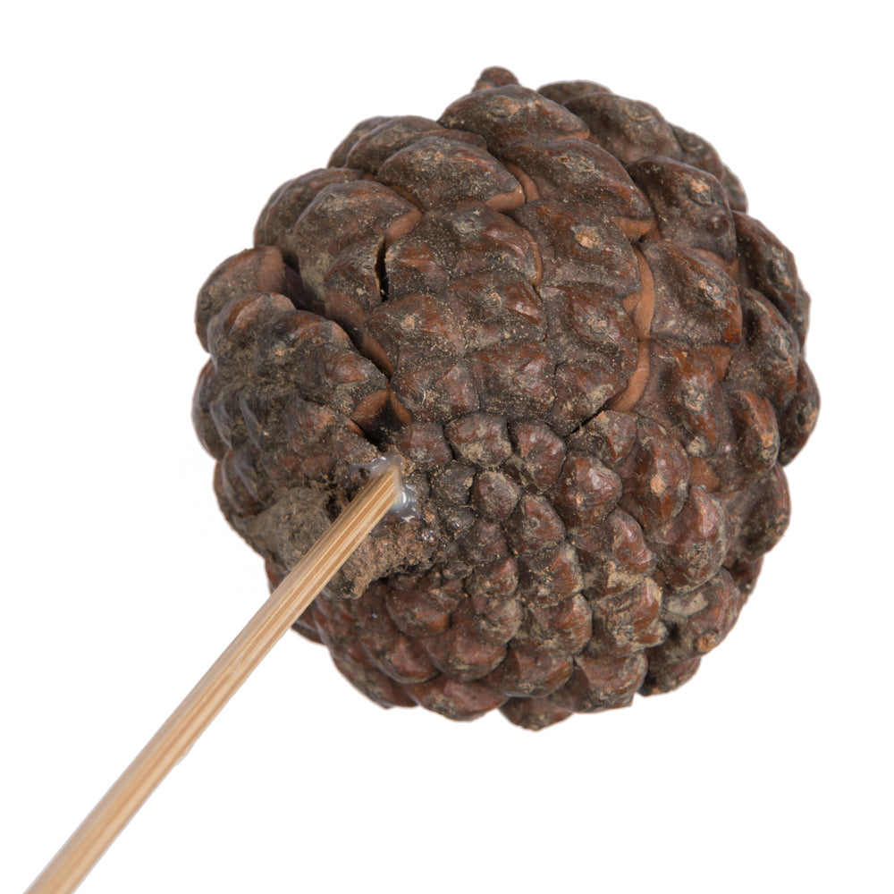 Vickerman H7BPS000 Natural Botanicals 2" Blue Pine Natural On Stem. In ...