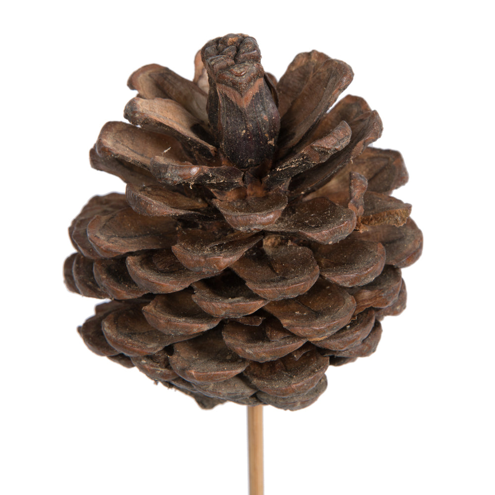 Vickerman H7BPS000 Natural Botanicals 2" Blue Pine Natural On Stem. In ...